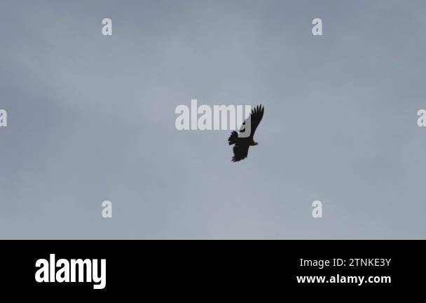 Andean condor, Vultur gryphus, the largest flying birds in the world ...