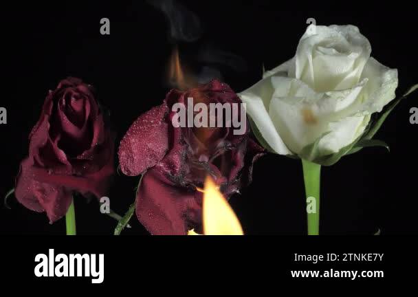 A flame burning the red rose inside the dark room with the two stem ...