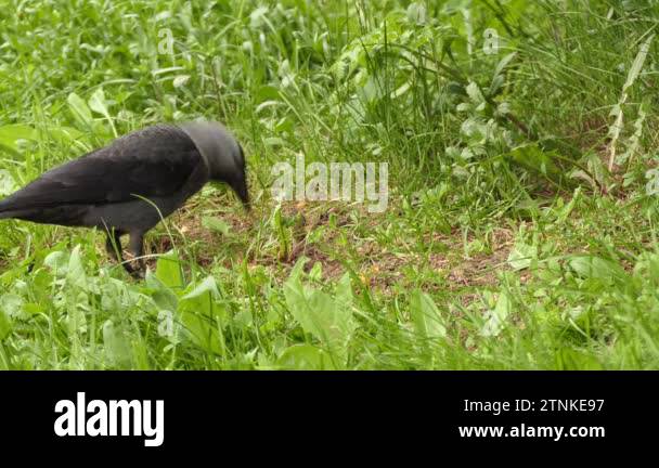Bird of crow family Stock Videos & Footage - HD and 4K Video Clips - Alamy