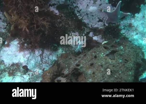 Underwater video in cold clear water of the Southern Ocean in ...