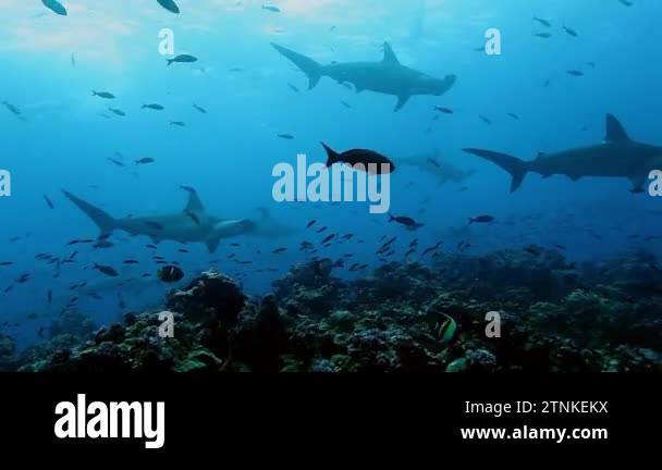 Group of hammerhead shark swims synchronously underwater Pacific Ocean ...