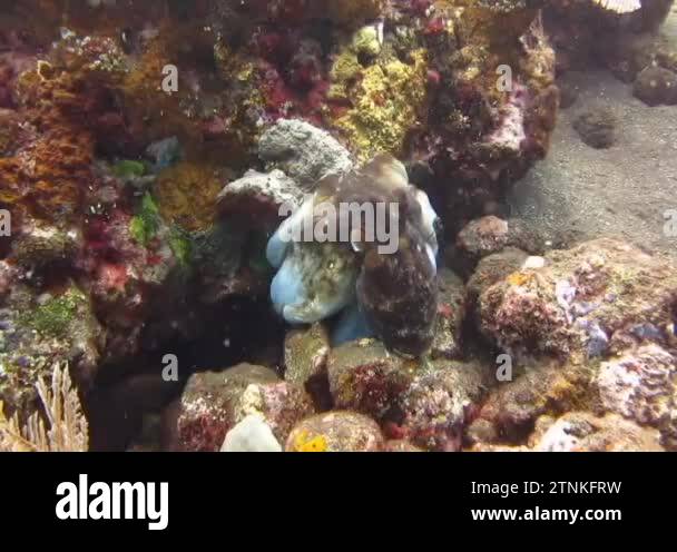 Octopus bali Stock Videos & Footage - HD and 4K Video Clips - Alamy