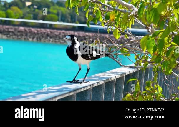 Black and white sea bird Stock Videos & Footage - HD and 4K Video Clips ...