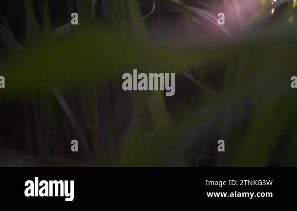 Close up of morning dew drop falling on natural green plant leaves ...