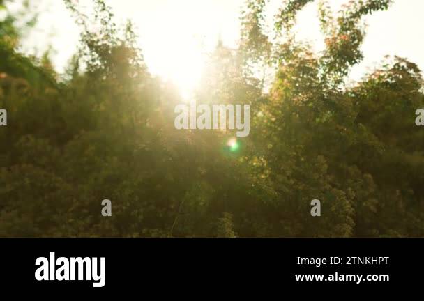 Sunbeam highlights Stock Videos & Footage - HD and 4K Video Clips - Alamy