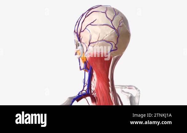 Vascular system in the human head and face Stock Video Footage - Alamy