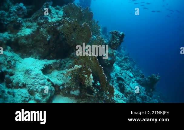 Slow motion underwater shot of teaming hard tropical coral reef top in ...