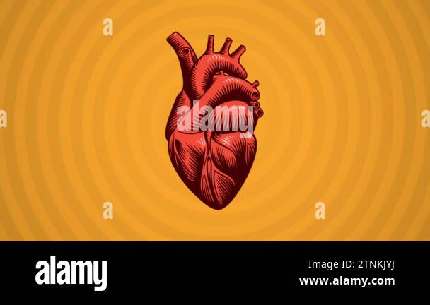 Animated drawing of a beating heart. 4k animation ready to loop Stock ...