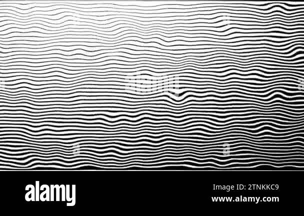 Zebra Line pattern Movement Animation Background. 4k. On a white ...