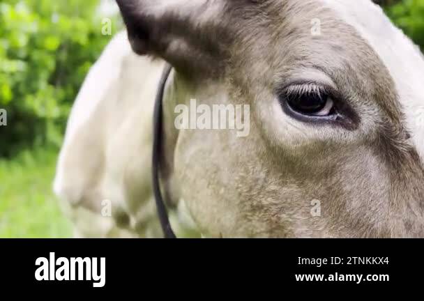 Close up to eye of cute gray cow at lawn. Sight of a friendly mammal ...