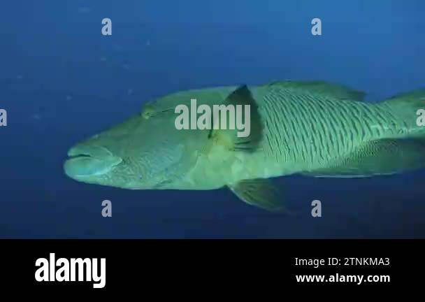 Charismatic megafauna Stock Videos & Footage - HD and 4K Video Clips ...