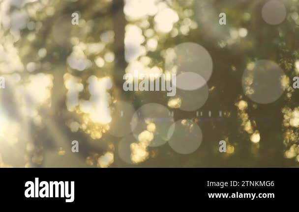 Animation of lens flares over blurred view of green lush trees in ...