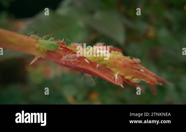 Rose thorn disease Stock Videos & Footage - HD and 4K Video Clips - Alamy
