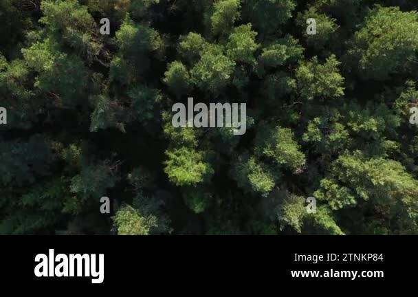 North land forest park Stock Videos & Footage - HD and 4K Video Clips ...