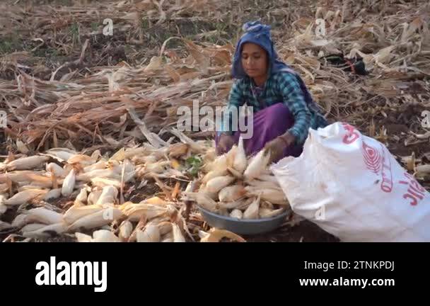 Tribal people farming Stock Videos & Footage - HD and 4K Video Clips ...