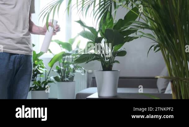 Man sprays water over a Ficus plant in the living room. With a gentle ...