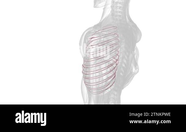 The intercostal arteries are a group of arteries that supply the area ...