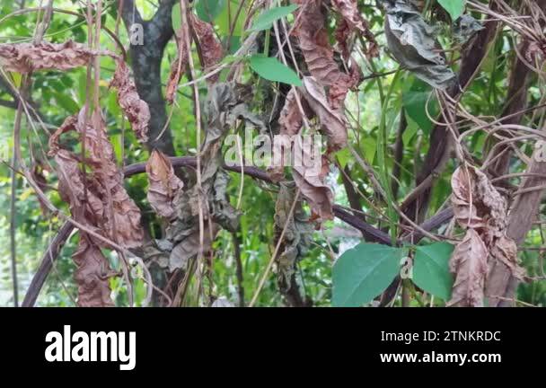 Plants wither in heat Stock Videos & Footage - HD and 4K Video Clips ...