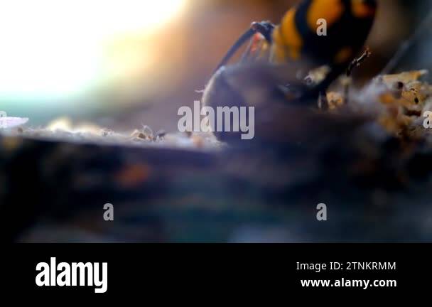 Yellow Wasp dying from an insecticide. Pest Control. European paper ...