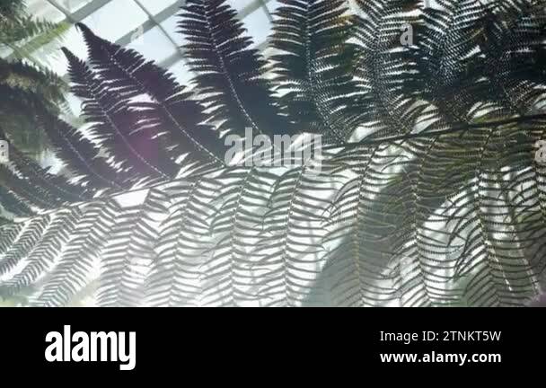 background view of natural landscape tropical rain forest tree fern ...