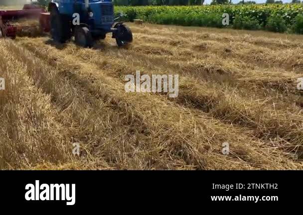 Straw bales in a wheat field. Straw bales stacked in farm field after ...