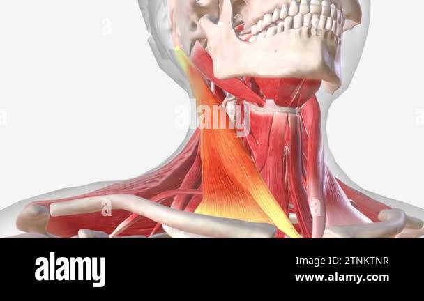 Sternocleidomastoid is the most superficial and largest muscle in the ...