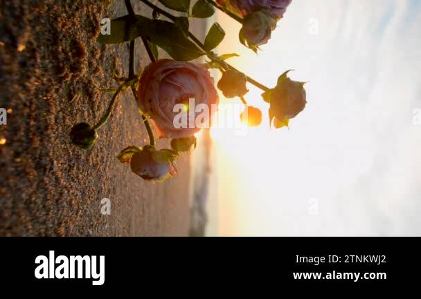 Rose flowers lying on sand sea beach of sea shore coast at sunset dawn ...