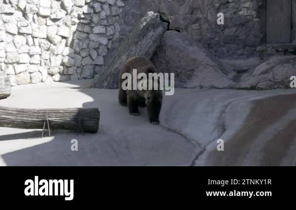 Beautiful and strong brown bear enters water by stairs escaping from ...