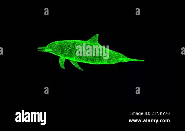3D Dolphin rotates on black bg. Aqua Park. Aquatic marine animals in ...