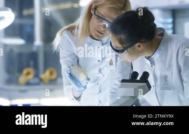 Medical Research Scientists Examine Petri Dish Sample and Look at ...