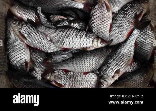 Catch good catch Stock Videos & Footage - HD and 4K Video Clips - Alamy