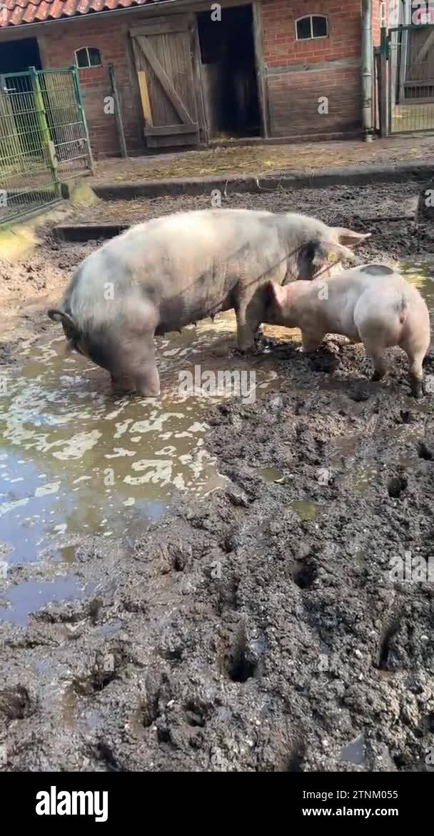 Two pigs interact in the mud. From their behavior it could be deduced ...
