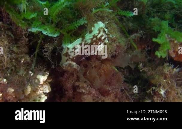 Underwater landscape video in water of New Zealand in Pacific Ocean and ...