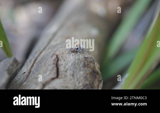 Spider facing camera Stock Videos & Footage - HD and 4K Video Clips - Alamy