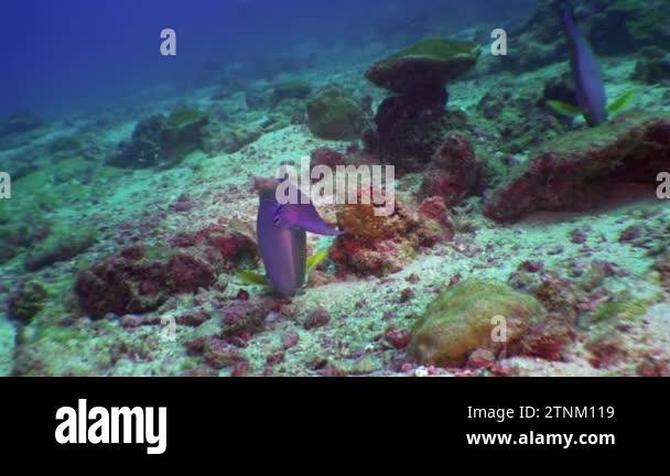 Naso lituratus, also known as Orangespine Unicornfish on underwater ...