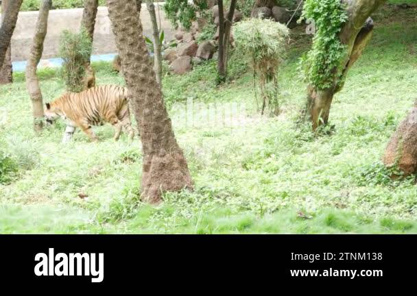 Tiger forest Stock Videos & Footage - HD and 4K Video Clips - Alamy