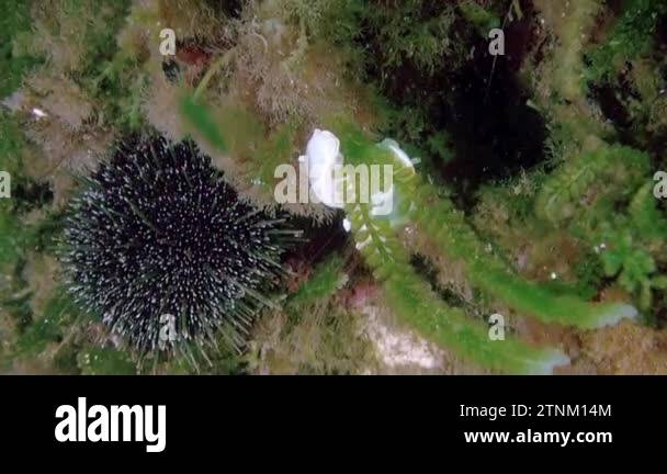 Underwater landscape video in water of New Zealand in Pacific Ocean and ...