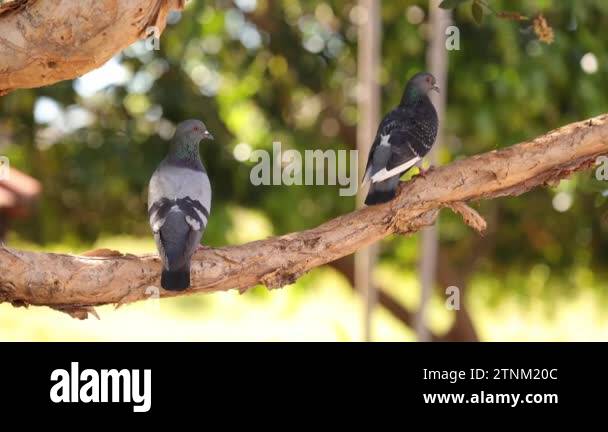Feral bird species Stock Videos & Footage - HD and 4K Video Clips - Alamy