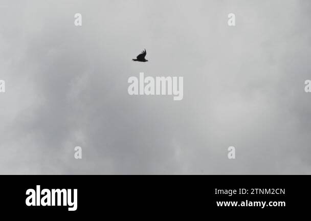 Andean condor, Vultur gryphus, the largest flying birds in the world ...