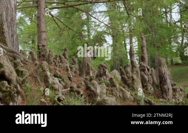 Roots Tree Roots Root System Bare Tree Roots Mysteriously Shaped