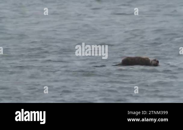 Sea otters frolic and swim in waves of Sea of Japan. These groups can ...