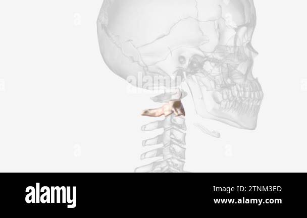 C2 spine Stock Videos & Footage - HD and 4K Video Clips - Alamy