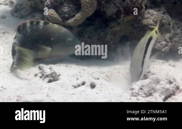 Close up parrot fish Stock Videos & Footage - HD and 4K Video Clips - Alamy