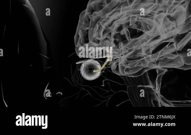 Optic sense Stock Videos & Footage - HD and 4K Video Clips - Alamy