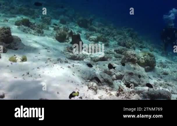 Indian Ocean, Maldives - September 25, 2019: Big fish swim underwater ...