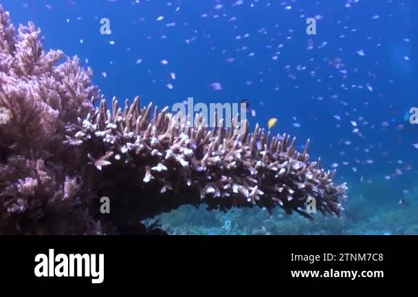 Fish shoals in underwater coral reef of Bali is mesmerizing experience ...