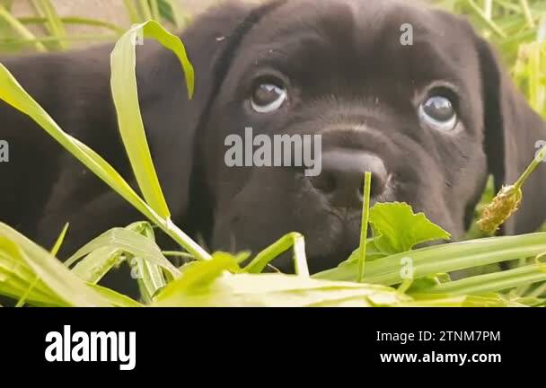 Baby breed Stock Videos & Footage - HD and 4K Video Clips - Alamy