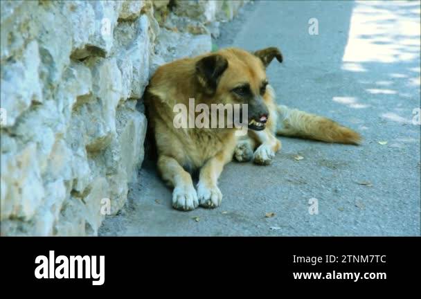 Poor looking dog Stock Videos & Footage - HD and 4K Video Clips - Alamy