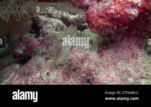 Risky harmful warthog fish on coral close-up in clear water underwater ...