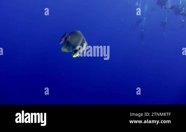 No eating fish Stock Videos & Footage - HD and 4K Video Clips - Alamy